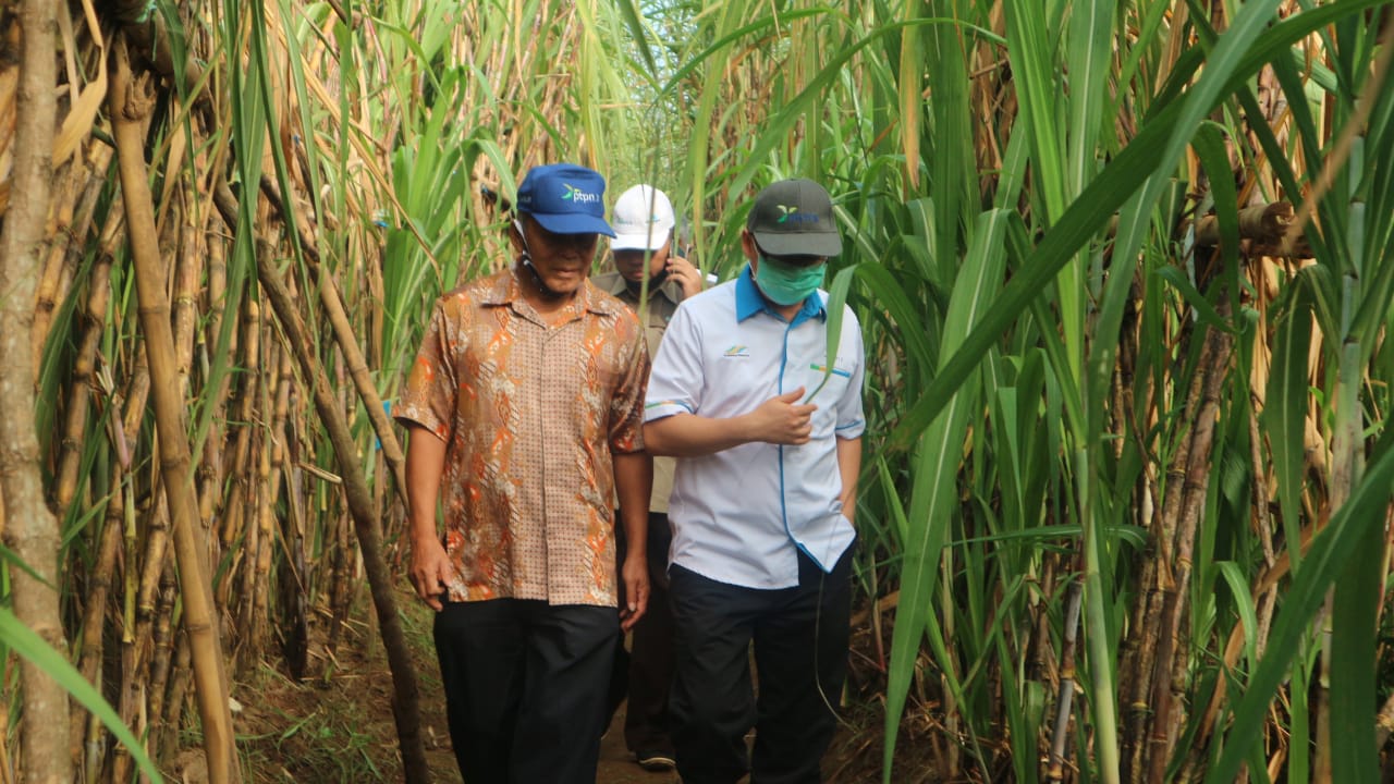 Rektor UMG Gandeng PTPN X dan APTR Siapkan Panen Perdana Tebu Varietas Baru
